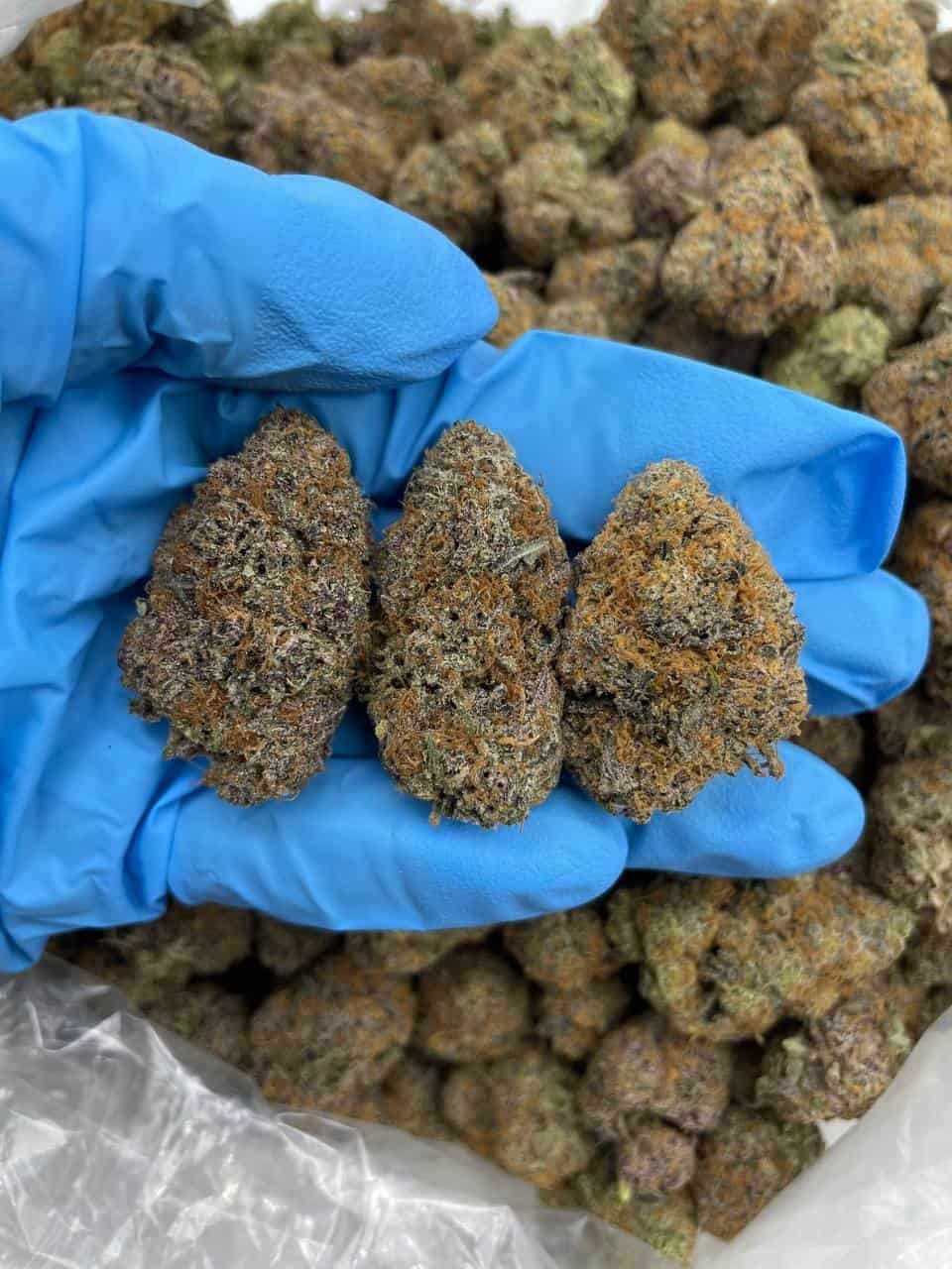 SOUR APPLE SNAP – FL1017G2 – Skunk Supply