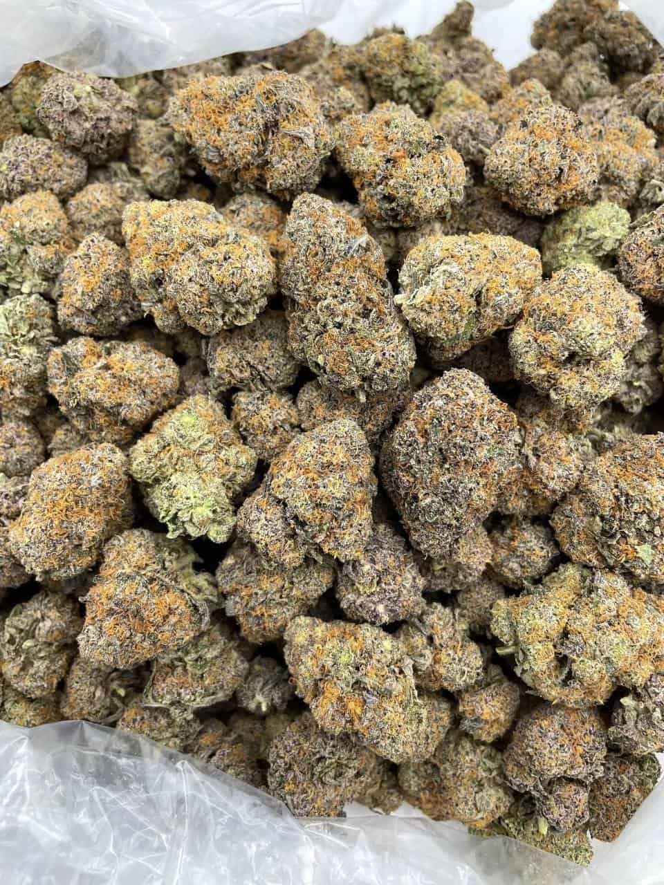 SOUR APPLE SNAP – FL1017G2 – Skunk Supply